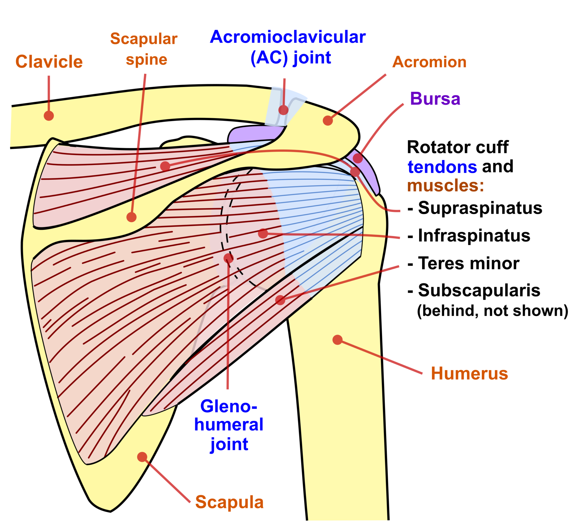Basic Shoulder Anatomy | Shoulder Pain Info